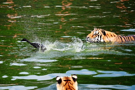 Siberian Tiger Forages Forest Park Under Editorial Stock Photo - Stock ...