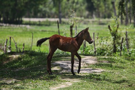 4 Equidea Stock Pictures, Editorial Images and Stock Photos | Shutterstock