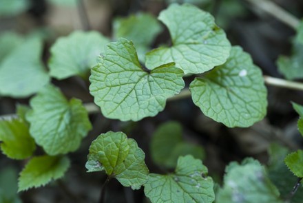Wild Edible Plants Jackbythehedge Hedge Garlic Editorial Stock Photo ...