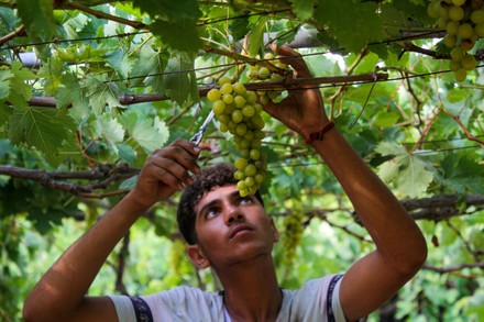 Palestinian Farmer Harvests Seedless Grapes Vineyard Editorial Stock ...