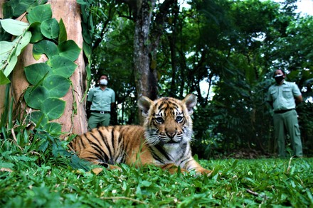 Sumatran Tiger Cub Seen Taman Safari Editorial Stock Photo - Stock ...