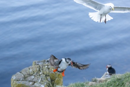 Seagull Attacks Puffin Midflight Tries Steal Editorial Stock Photo ...