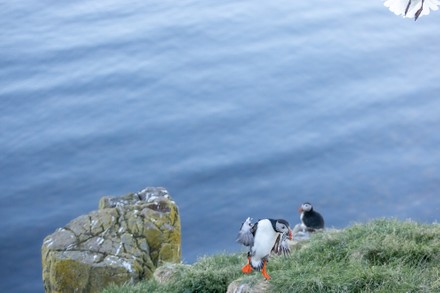 Seagull Attacks Puffin Midflight Tries Steal Editorial Stock Photo ...