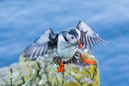 Seagull Attacks Puffin Midflight Tries Steal Editorial Stock Photo ...