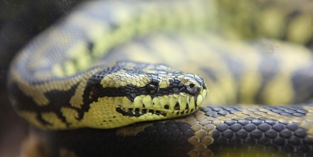 45 Carpet python Stock Pictures, Editorial Images and Stock Photos ...