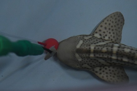 Hope Parthenogenetically Born Baby Zebra Shark Redaktionelles Stockfoto ...