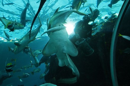 Vanda Parthenogenetically Born Zebra Shark Feeds Editorial Stock Photo ...