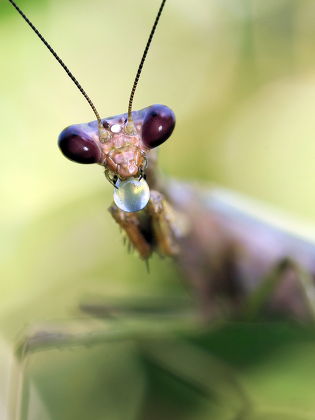 Mantis Bead Liquid That Probably Content Editorial Stock Photo - Stock ...