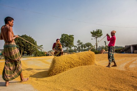 500 Rice mills Stock Pictures, Editorial Images and Stock Photos ...