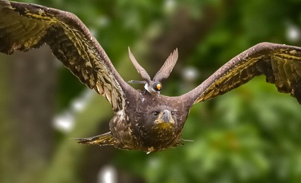 Young Bald Eagle Chased By Little Editorial Stock Photo - Stock Image ...