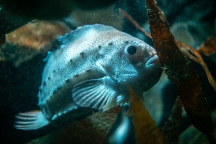 Lumpfish Cyclopterus Lumpus Seen Ripleys Aquarium Editorial Stock Photo ...