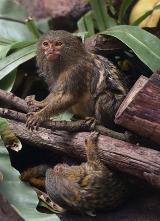 Threemonth Old Pygmy Marmoset Monkey Cebuella Editorial Stock Photo ...
