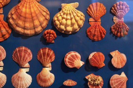 16 Bailey mathews shell museum Stock Pictures, Editorial Images and ...
