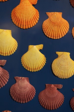 16 Bailey mathews shell museum Stock Pictures, Editorial Images and ...