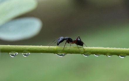 Insects after rain, New Delhi, India - 09 Aug 2021 Stock Pictures ...