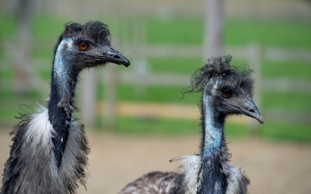 Emu chick, Longleat's Family Farmyard, UK - 14 Jul 2021 Stock Pictures ...
