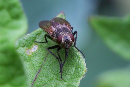 4 Attic flies Stock Pictures, Editorial Images and Stock Photos ...