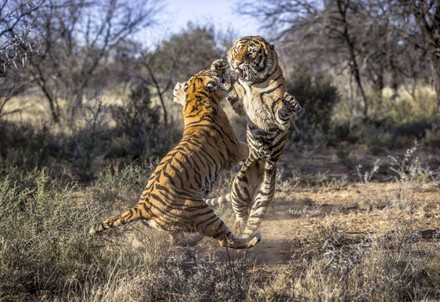 Tiger battle, Tiger Canyon Reserve, Philippolis, central South Africa ...