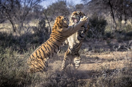 Tigers Stretch On Their Hind Legs Editorial Stock Photo - Stock Image ...