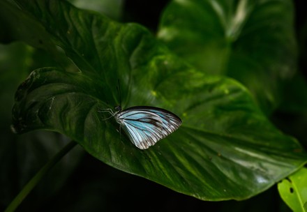 Indian Wanderer Pareronia Hippia Common Wanderer Editorial Stock Photo ...