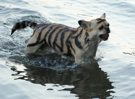 Dog Dyed Look Like Tiger Retrieves Editorial Stock Photo - Stock Image ...