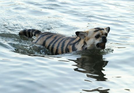 Dog Dyed Look Like Tiger Retrieves Editorial Stock Photo - Stock Image ...