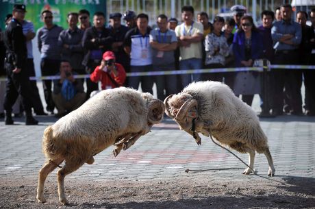 Two Rams Fight Editorial Stock Photo - Stock Image | Shutterstock