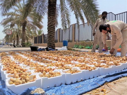 500 Date palm trees Stock Pictures, Editorial Images and Stock Photos ...