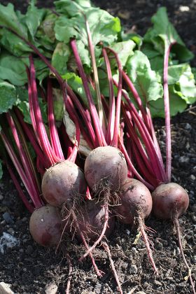 Beetroot Plant Editorial Stock Photo - Stock Image | Shutterstock