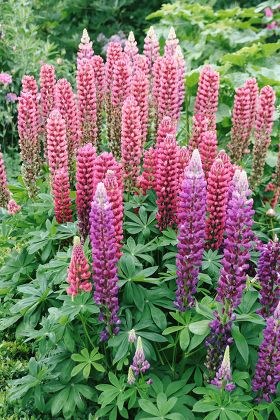 Lupins Lupines North America Member Genus Editorial Stock Photo - Stock ...