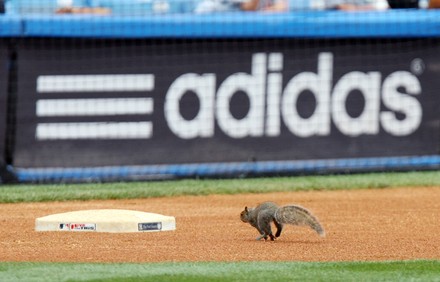 Squirrel Runs Wild On Field Just Editorial Stock Photo - Stock Image ...