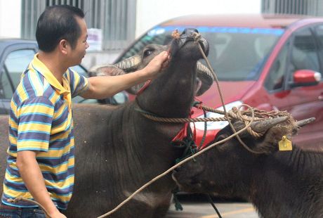 Farmer Zhou Ties Rope Around Subdued Editorial Stock Photo - Stock ...