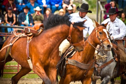 Two Pick Men Settle Bucking Horse Editorial Stock Photo - Stock Image ...