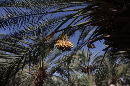 Fresh Dates Date Palm Field West Editorial Stock Photo - Stock Image ...