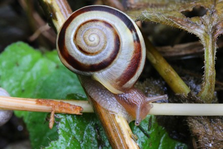 1 Banded garden snail Stock Pictures, Editorial Images and Stock Photos ...