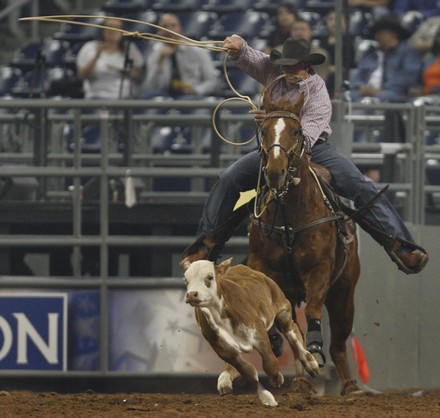 Cade Swor Lassos Calf During Tiedown Editorial Stock Photo - Stock ...