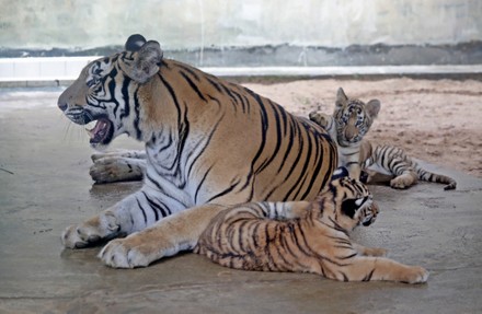Two New Newly Born Bengal Tiger Editorial Stock Photo - Stock Image ...