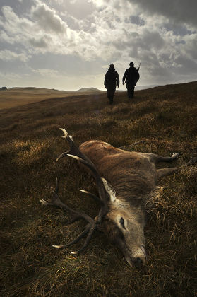 250 Stag hunting Stock Pictures, Editorial Images and Stock Photos ...