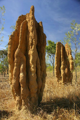 83 Clay bush Stock Pictures, Editorial Images and Stock Photos ...