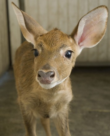 Elds Deer Seen On October 20 Editorial Stock Photo - Stock Image ...