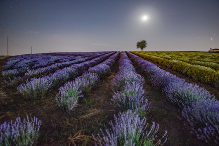 Lavender Fields Night Under Moonlight During Editorial Stock Photo ...