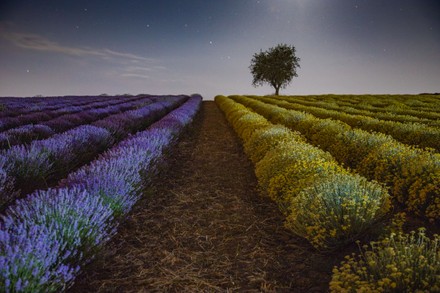 Lavender Fields Night Under Moonlight During Editorial Stock Photo ...