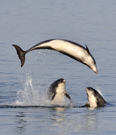 Dolphin Shows Two Friend How Done Editorial Stock Photo - Stock Image ...