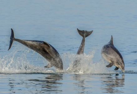 88 Dolphin watching Stock Pictures, Editorial Images and Stock Photos ...
