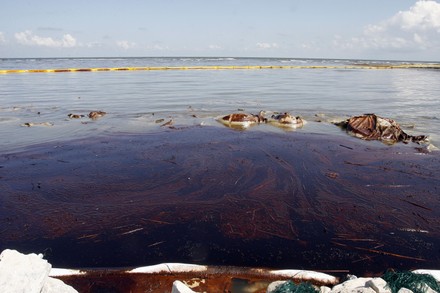 Oil Collects Cove On Elmers Island Editorial Stock Photo - Stock Image ...