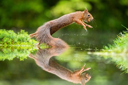 Squirrel Shows Off Acrobatic Skills Goes Editorial Stock Photo - Stock ...