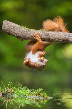 Squirrel Shows Off Acrobatic Skills Goes Editorial Stock Photo - Stock ...