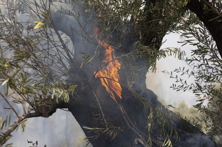 Olive Tree Seen Burning During Wildfire Editorial Stock Photo - Stock ...