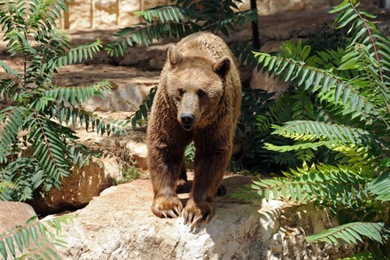 Syrian Brown Bear Walks Jerusalem Biblical Editorial Stock Photo ...