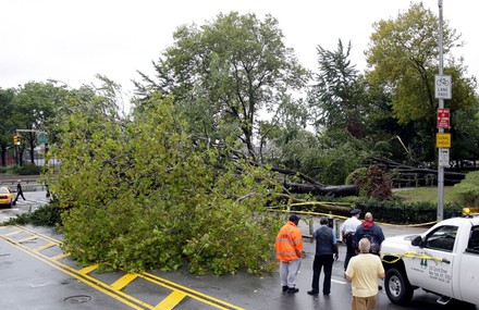 People Observe Uprooted Tree That Landed Editorial Stock Photo - Stock ...